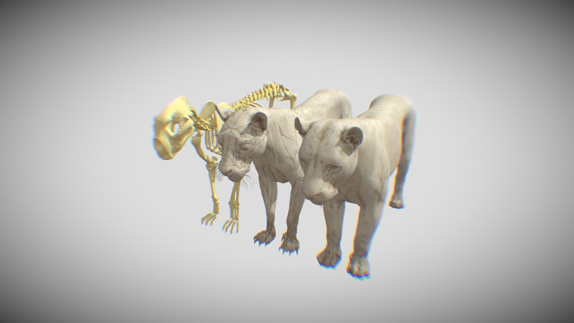 Lion Bone Anatomy - Download Free 3D model by CAPTAAINRO [66ed6dd ...