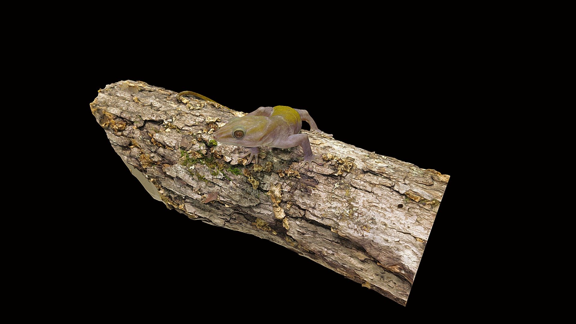Model 42 - Golden Gecko - Download Free 3D model by DigitalLife3D ...