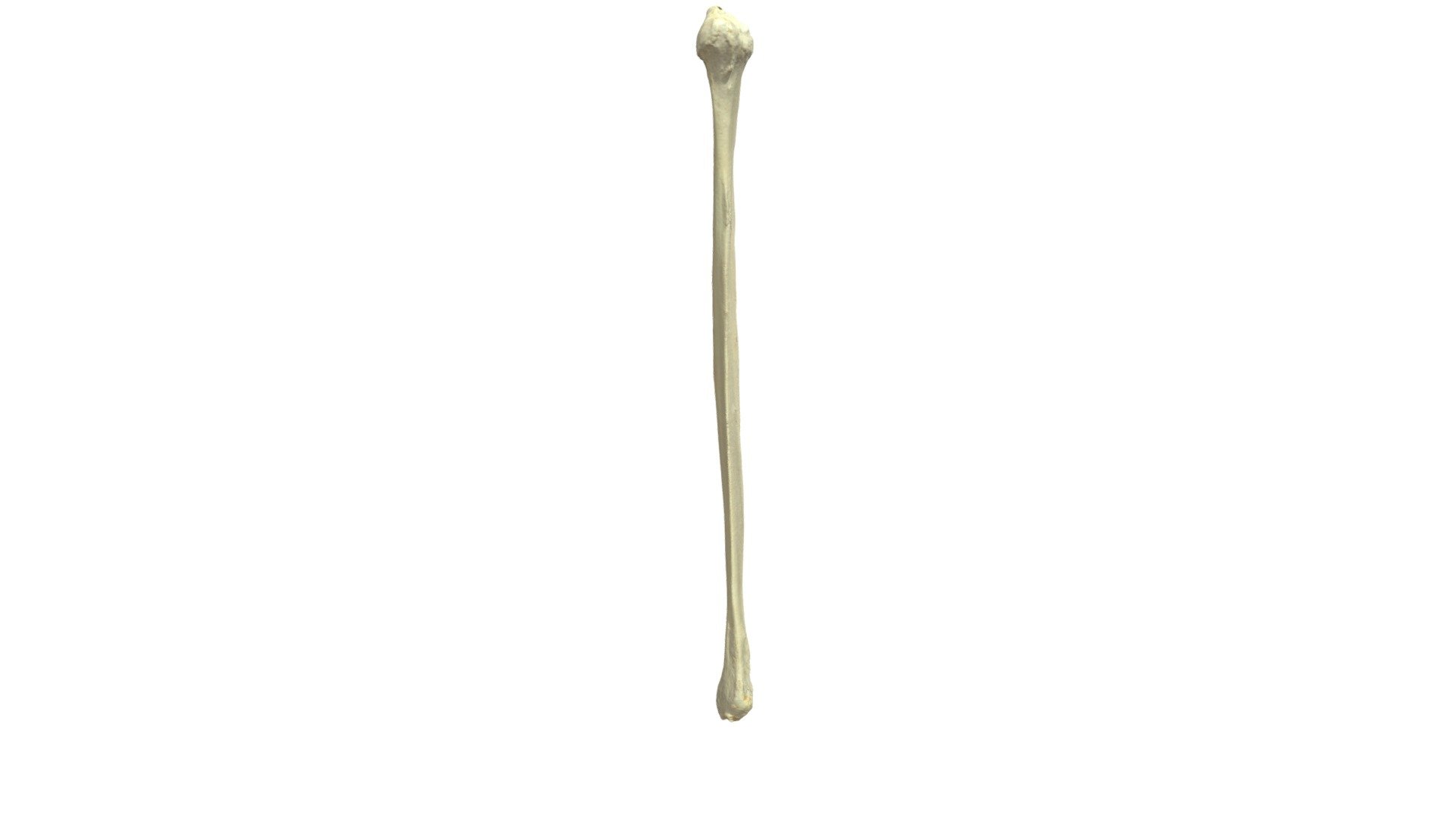 Fibula R - Distale epifyse - annotaties - 3D model by Universiteit ...