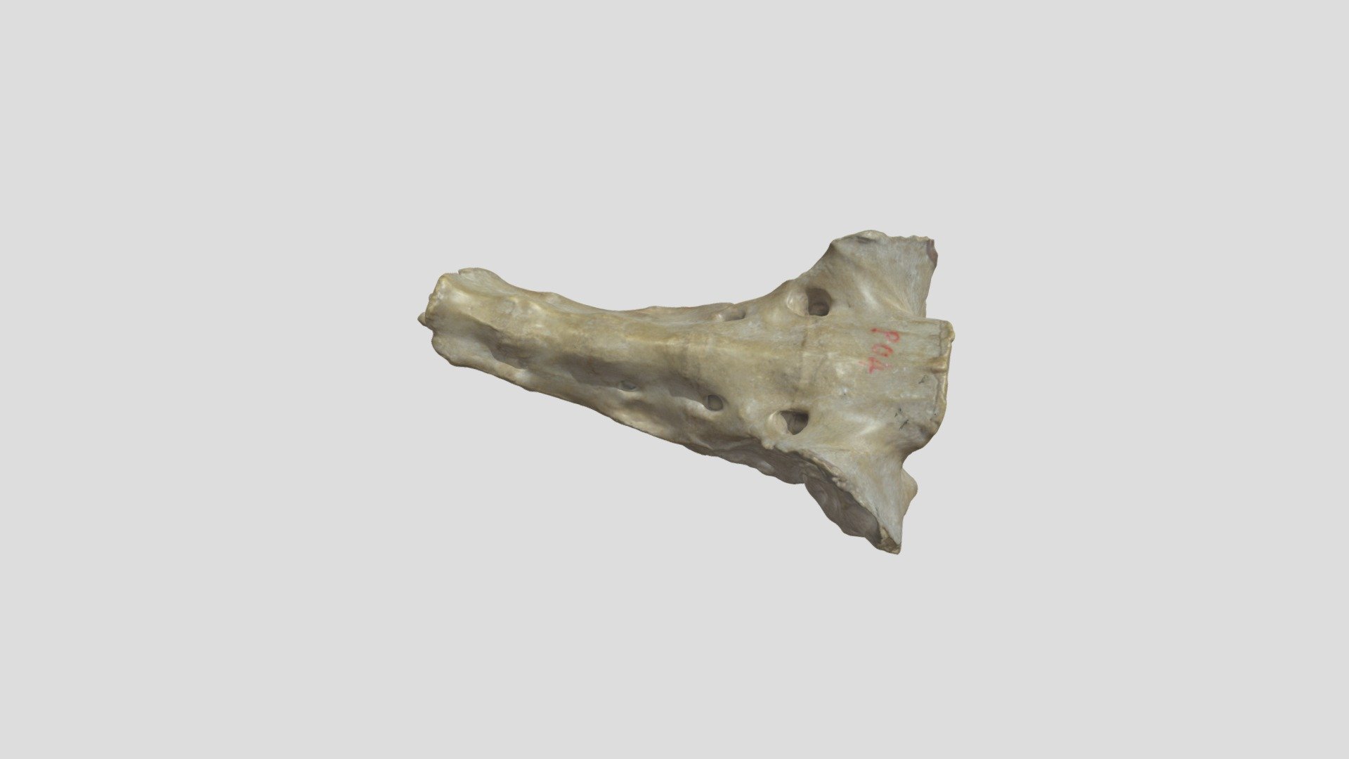 sacrum pig - 3D model by Veterinary Medicine, Kasetsart University ...