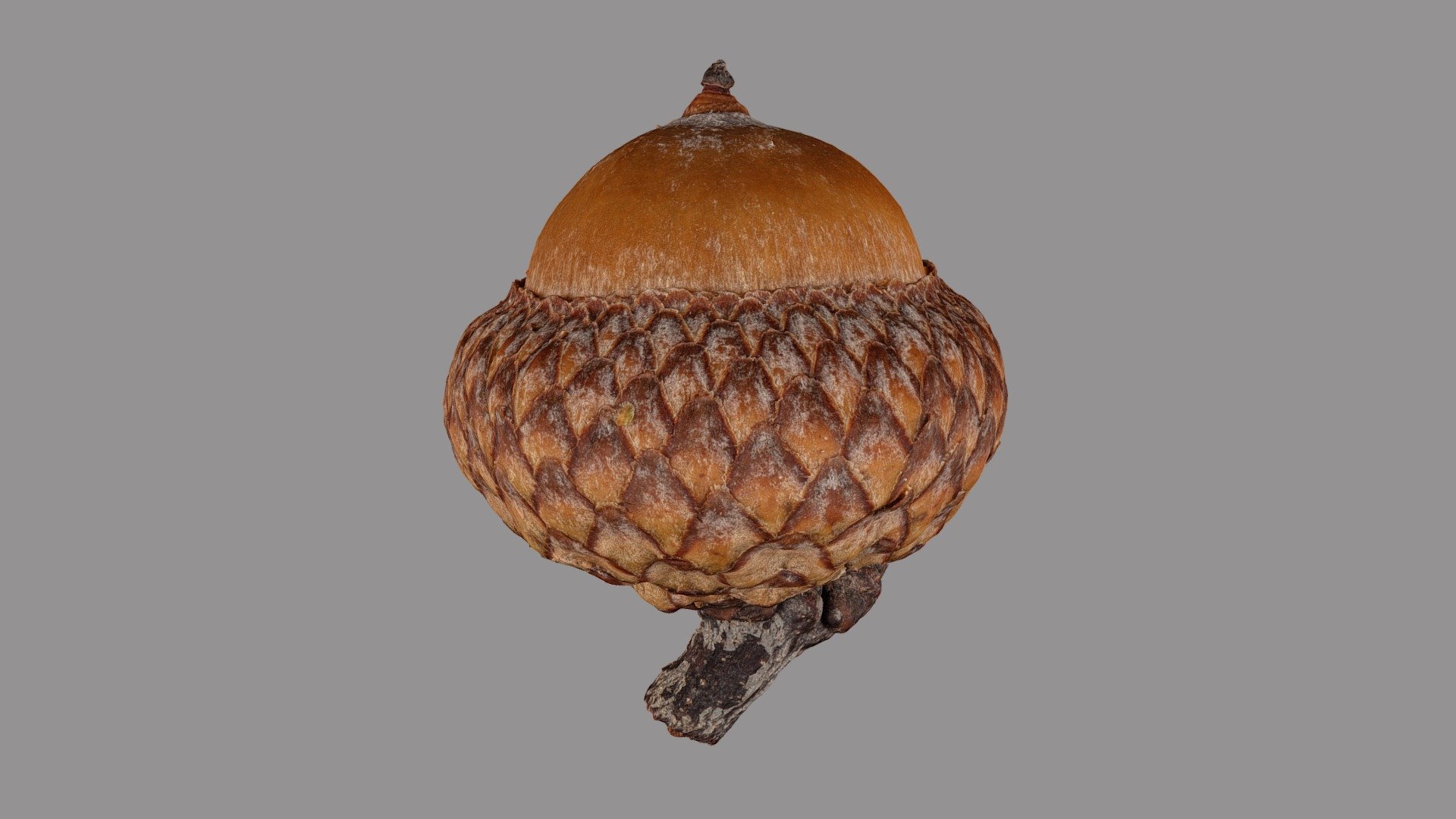 Quercus, Appleton, WI - 3D model by VirNat [66fc43b] - Sketchfab