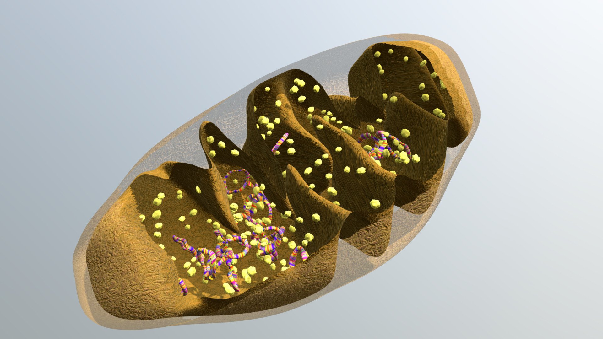 Mitochondrion - Buy Royalty Free 3D model by Sereib [6703b33 ...