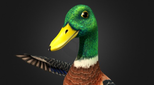 Duck - 3D model by cgwings (@chandansingh512) [6706831] - Sketchfab