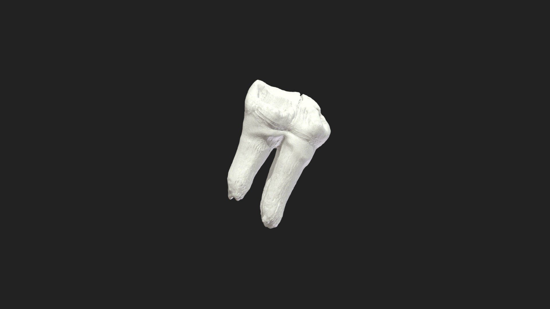 2nd cheek tooth (2nd premolar) pig (upper jaw) - 3D model by ...