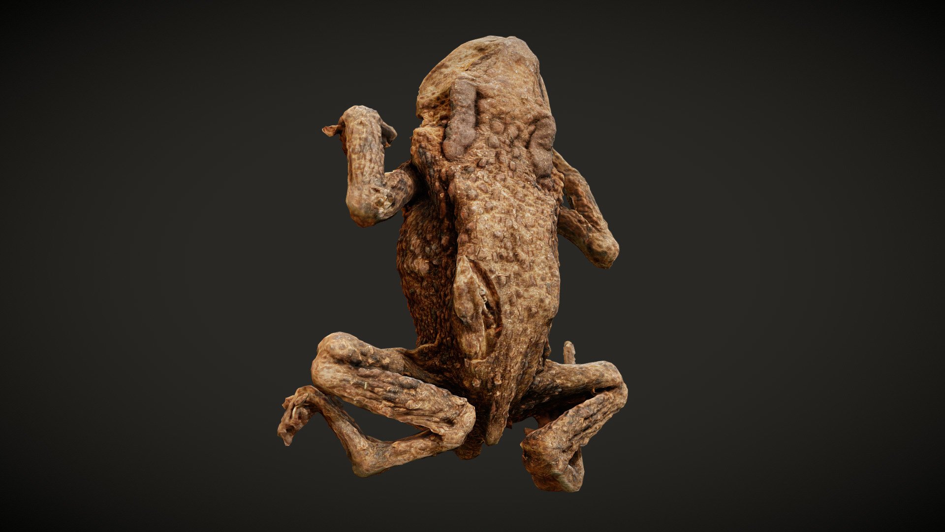 Dried Frog - 3D model by pat123d (@pbormann123) [670c9db] - Sketchfab