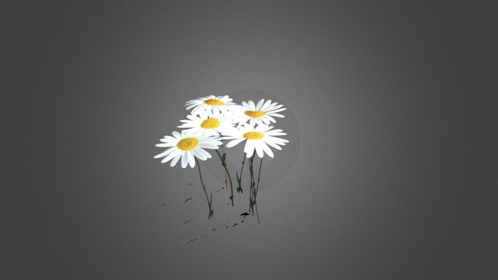 Daisies 3D models - Sketchfab