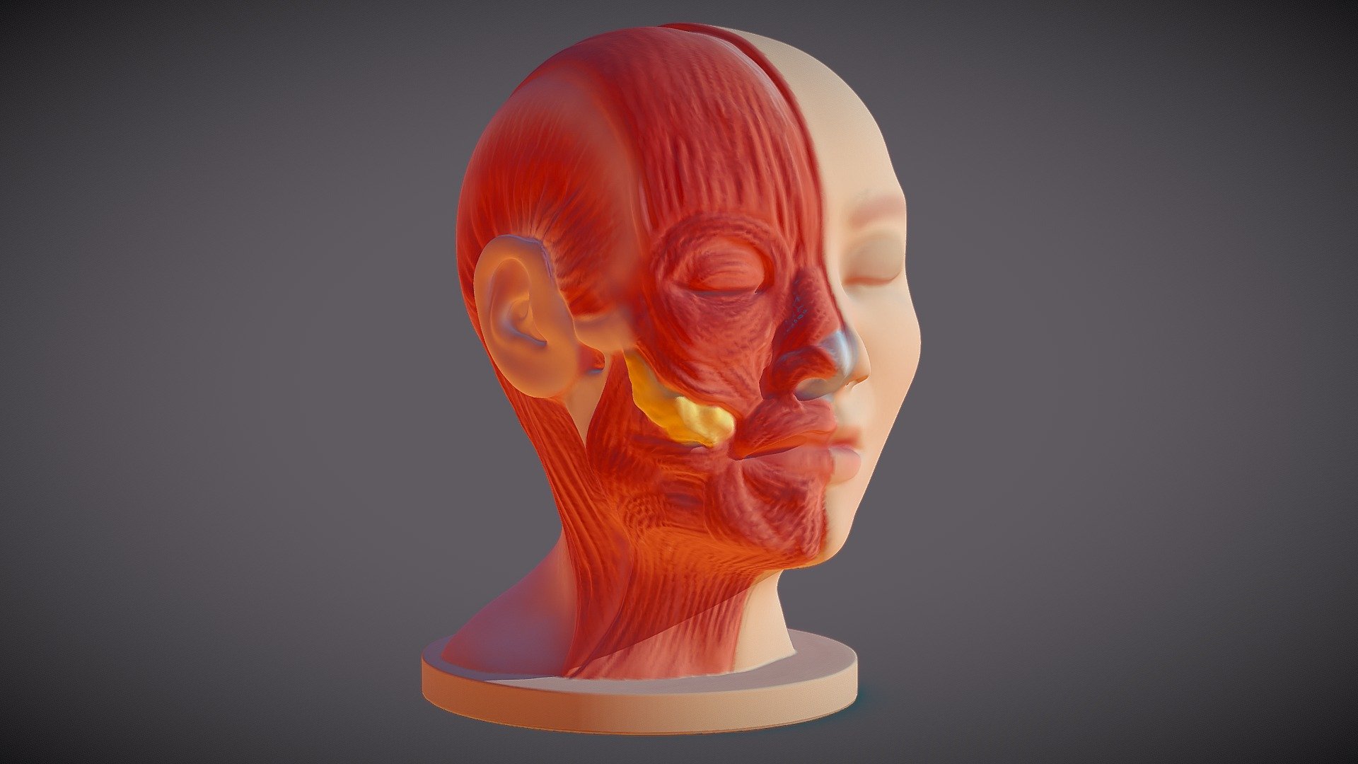 2023 Muscles of Facial Expression - 3D model by AUmedart [6719f1b ...
