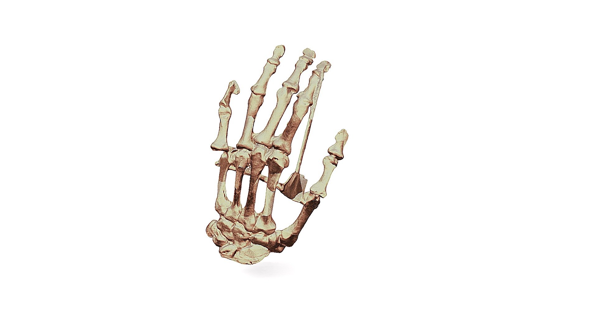Mano - 3D model by morfo3d [671c07e] - Sketchfab