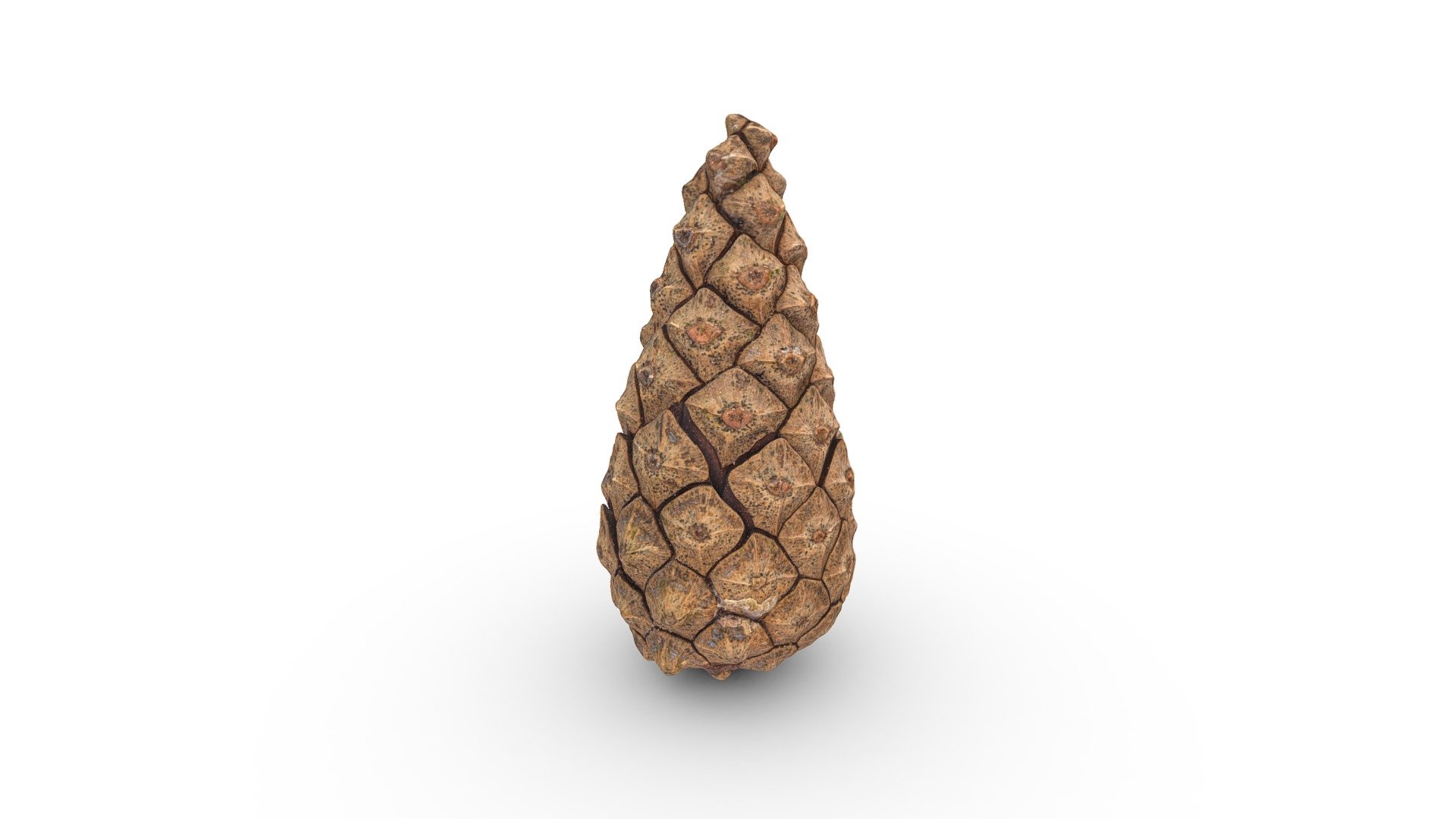 Pine Cone - 3D model by RawCatalog.com (@rawcatalog) [671e544] - Sketchfab