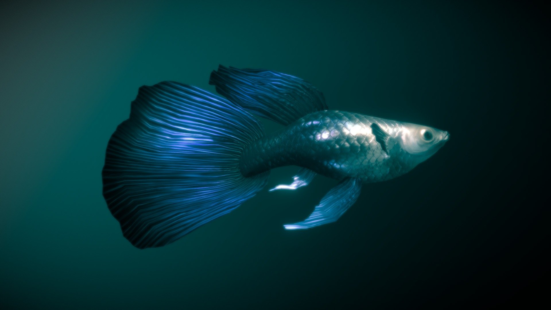 Guppy — Schwarz ♂ - 3D model by Nestaeric [671f56d] - Sketchfab