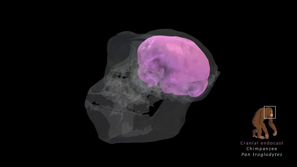 Brain endocasts - A 3D model collection by Blackburn Lab (@ufherps ...