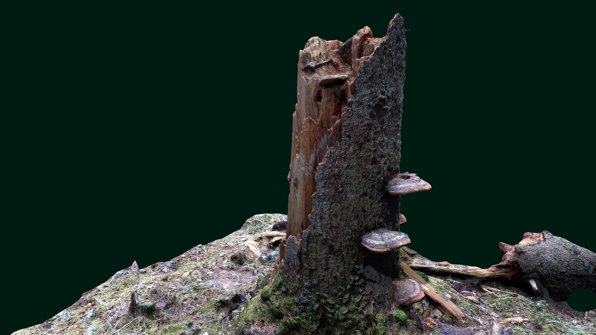 Tree root with polypores - Download Free 3D model by Vavtrudner ...