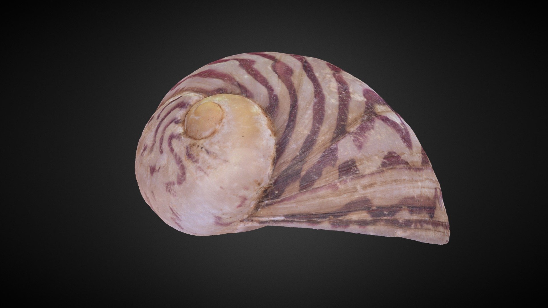 Theodoxus - 3D model by SCANSTUDIO [672d545] - Sketchfab