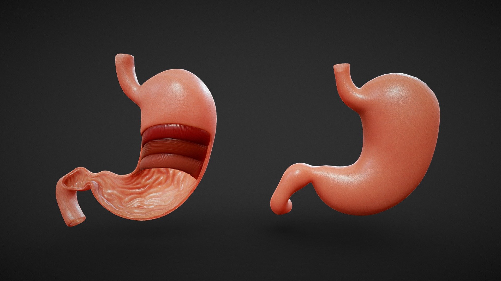 Stomach Complete Version - Buy Royalty Free 3D model by Nima ...