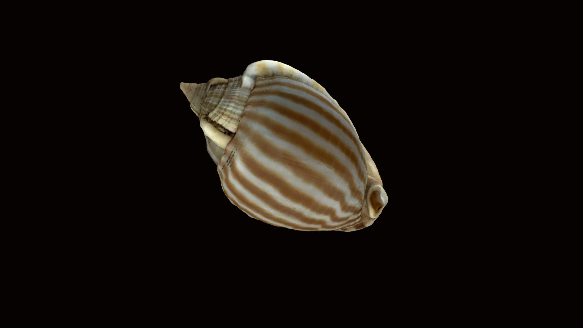 Phalium flammiferum - 3D model by SOSA - Senckenberg Ocean Species ...