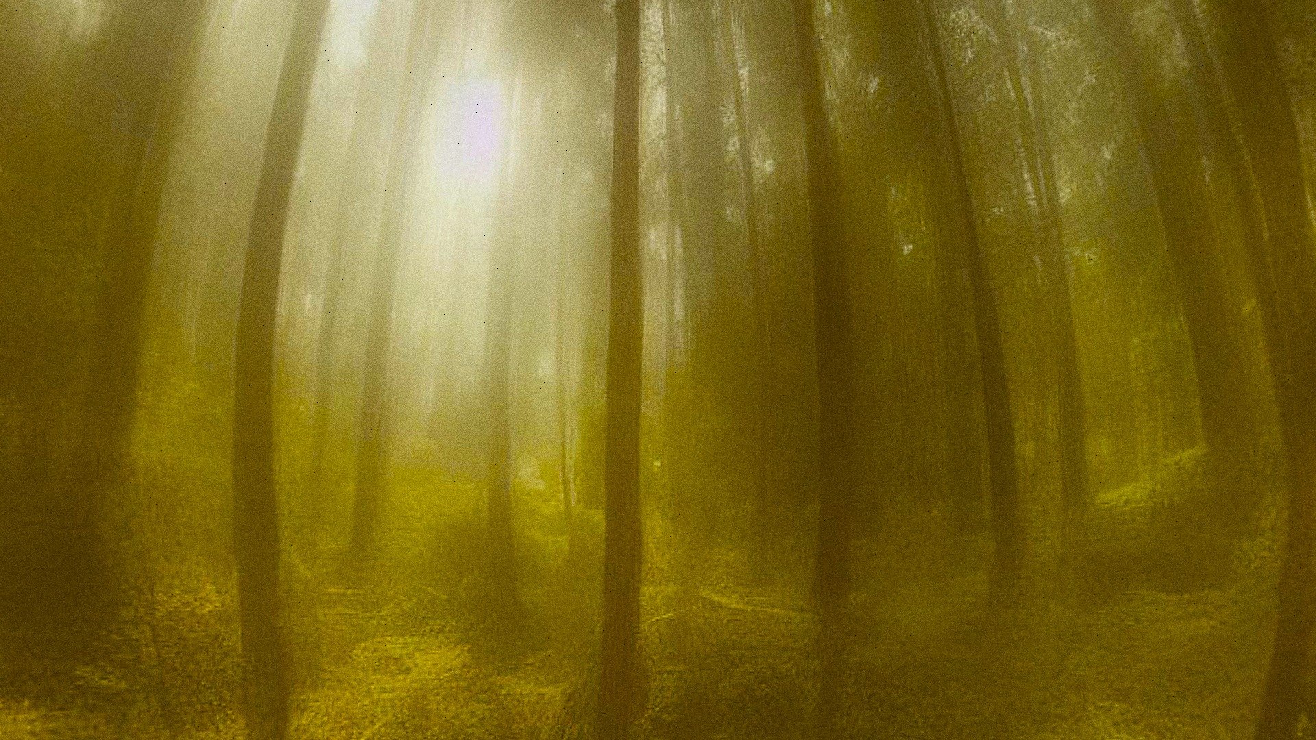 Misty forest - Download Free 3D model by Polygon Artisan (@kleberrcosta ...