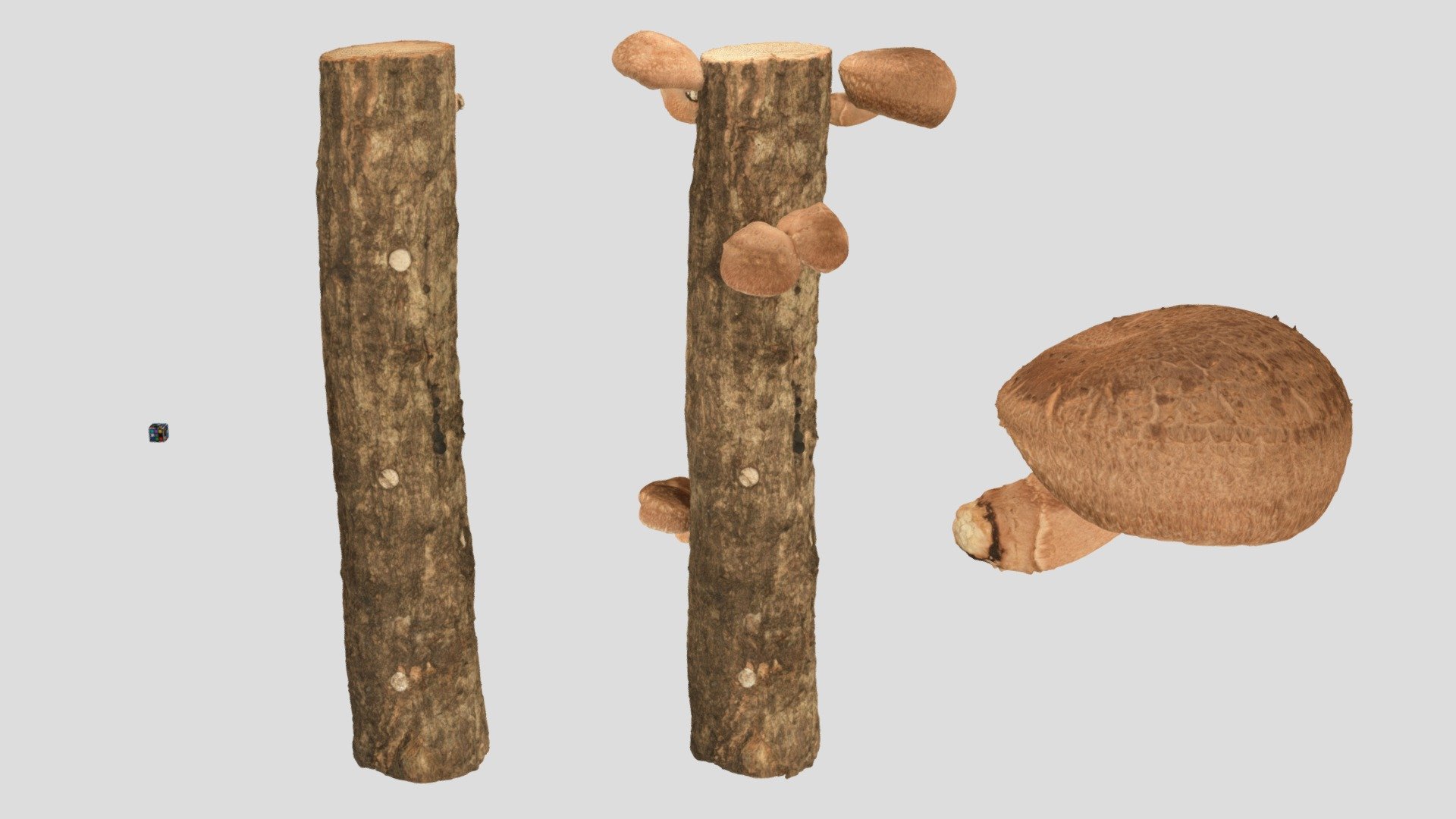 CC0 シイタケ 🍄 クヌギ原木栽培, Shiitake Mushroom - Download Free 3D model by ffish ...