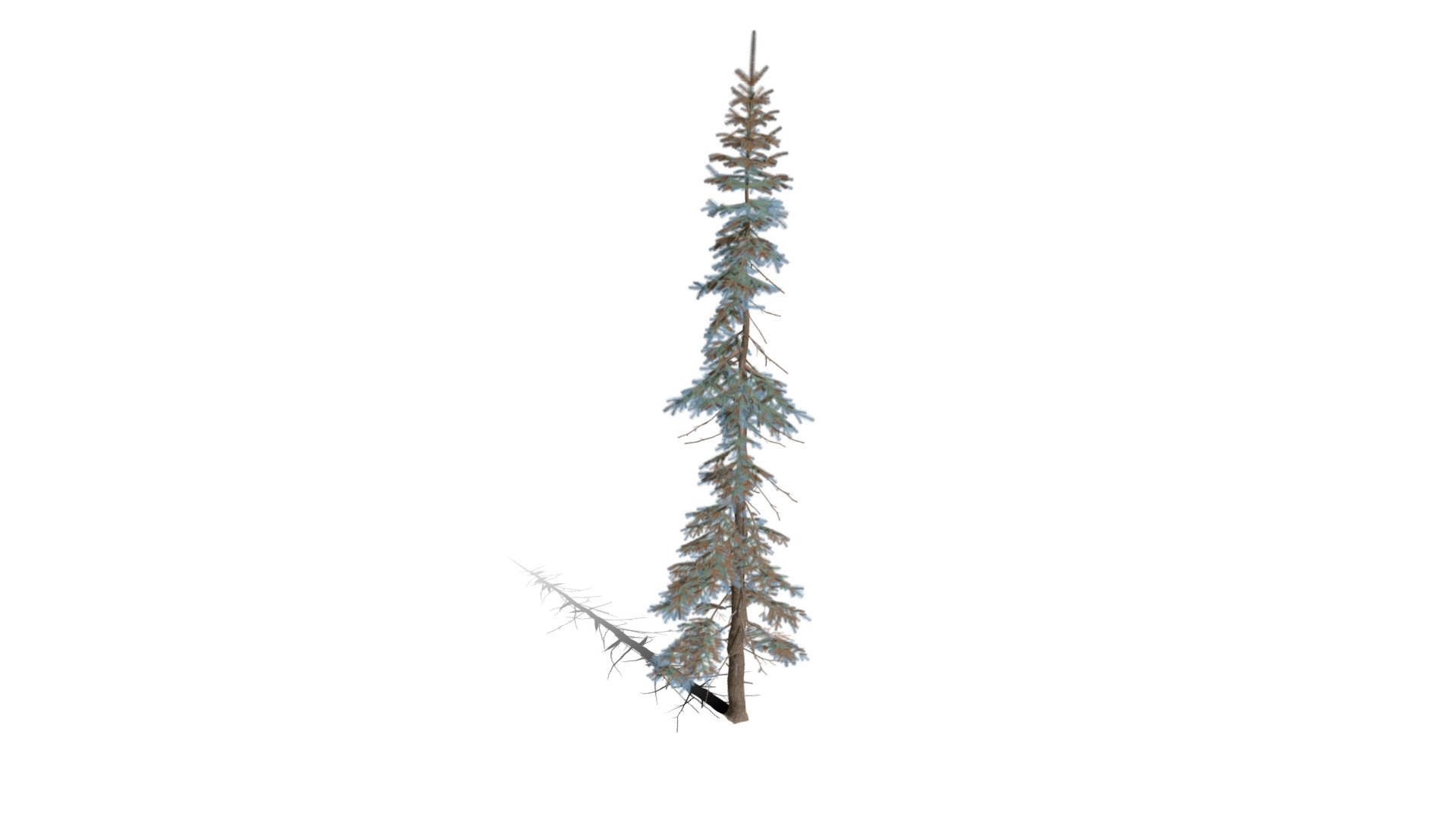 Realistic HD Colorado Blue spruce Koster (34/43) - Buy Royalty Free 3D ...
