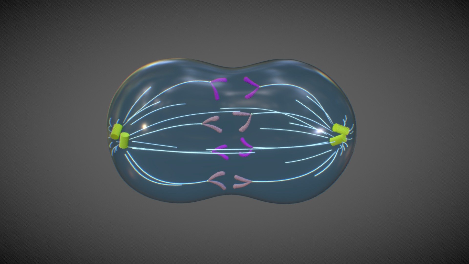 Mitosis - Fase 5 - 3D model by Rody Artigas Silva (@Dr.Rody.Artigas ...