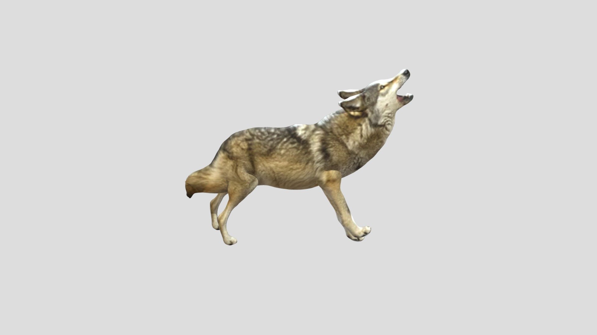 wolf - Download Free 3D model by a350043 [67368b0] - Sketchfab