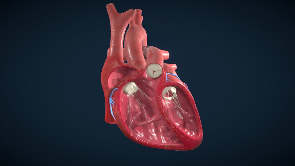 heart - A 3D model collection by krazykartoonian1 - Sketchfab