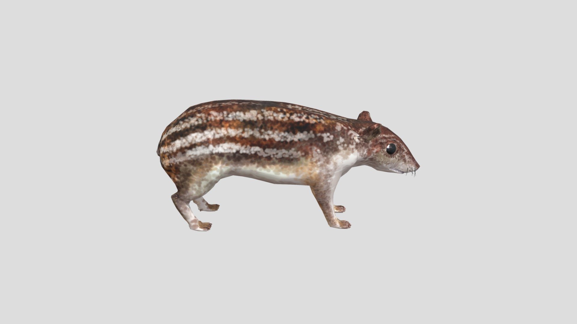 Guagua - 3D model by SAVIA_Colombia (@Minambiente_Col) [6738897 ...
