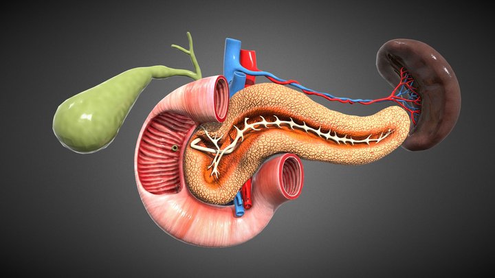 Spleen 3D models - Sketchfab