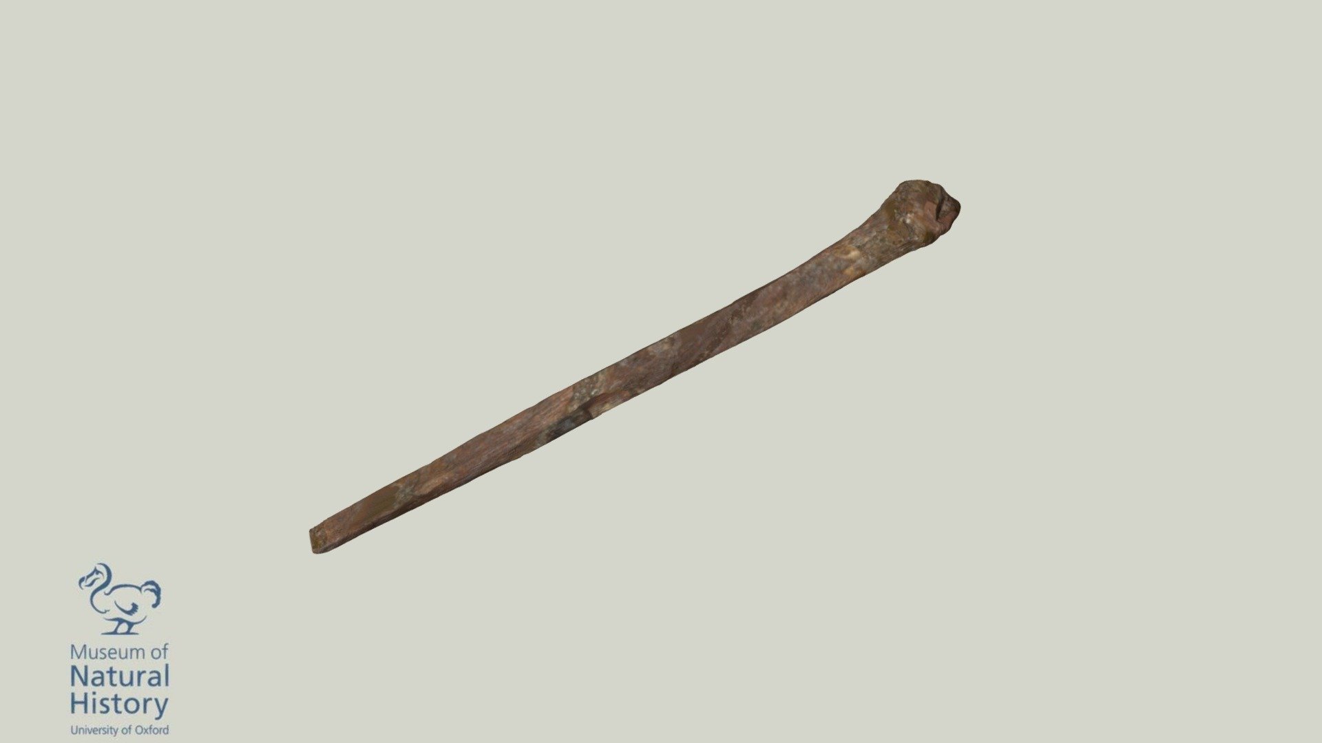Red lady - distal left fibula - 3D model by Oxford University Museum of ...