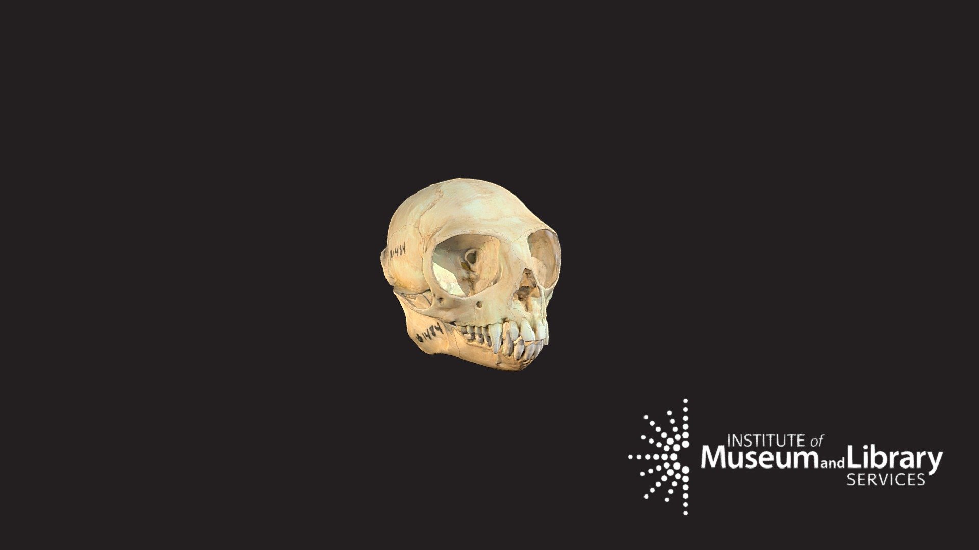 HTB 1484, Common Marmoset Skull - 3D model by Cleveland Museum of ...