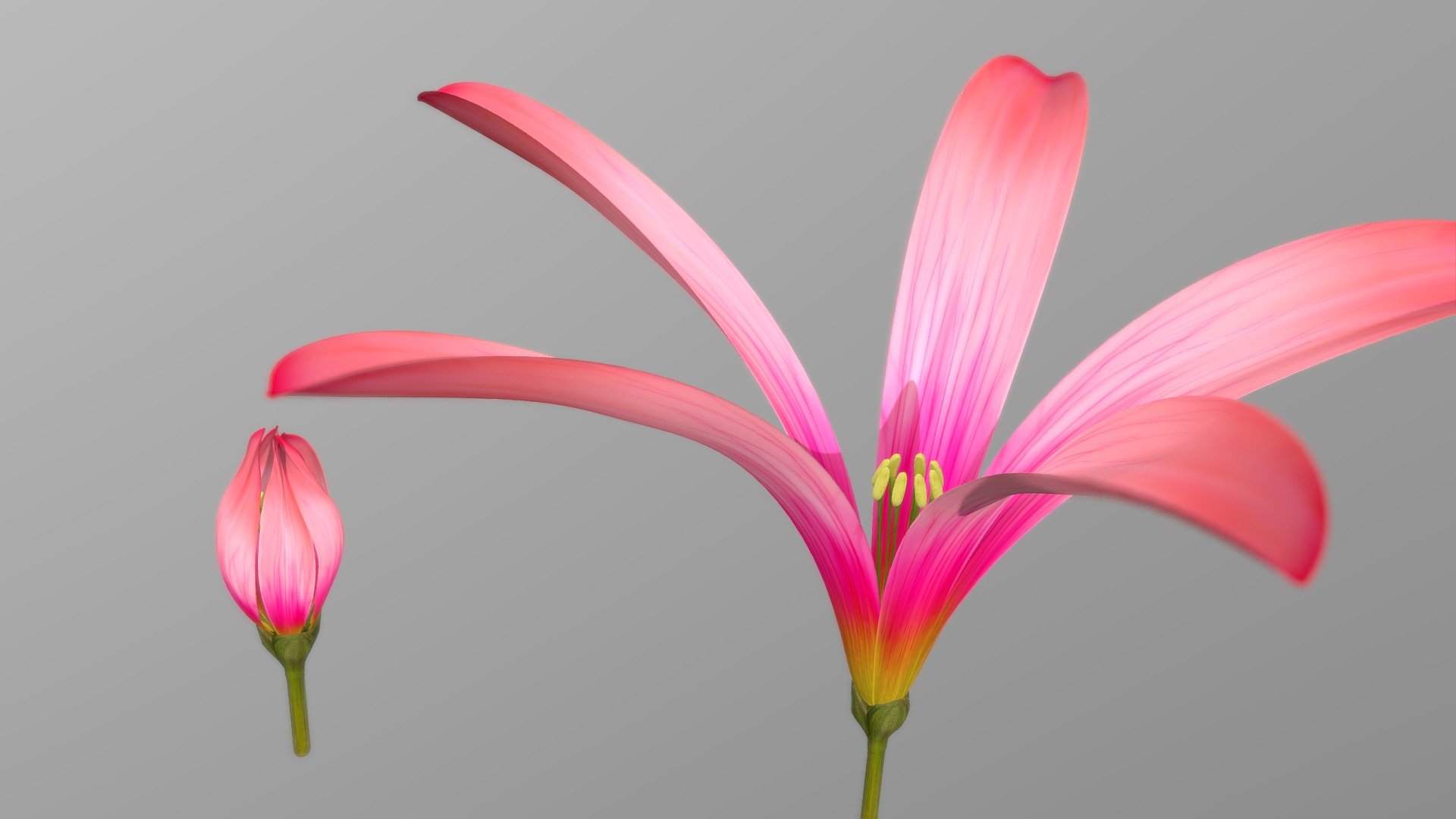 Open and Close Flowers - Buy Royalty Free 3D model by rad3d (@retutca ...