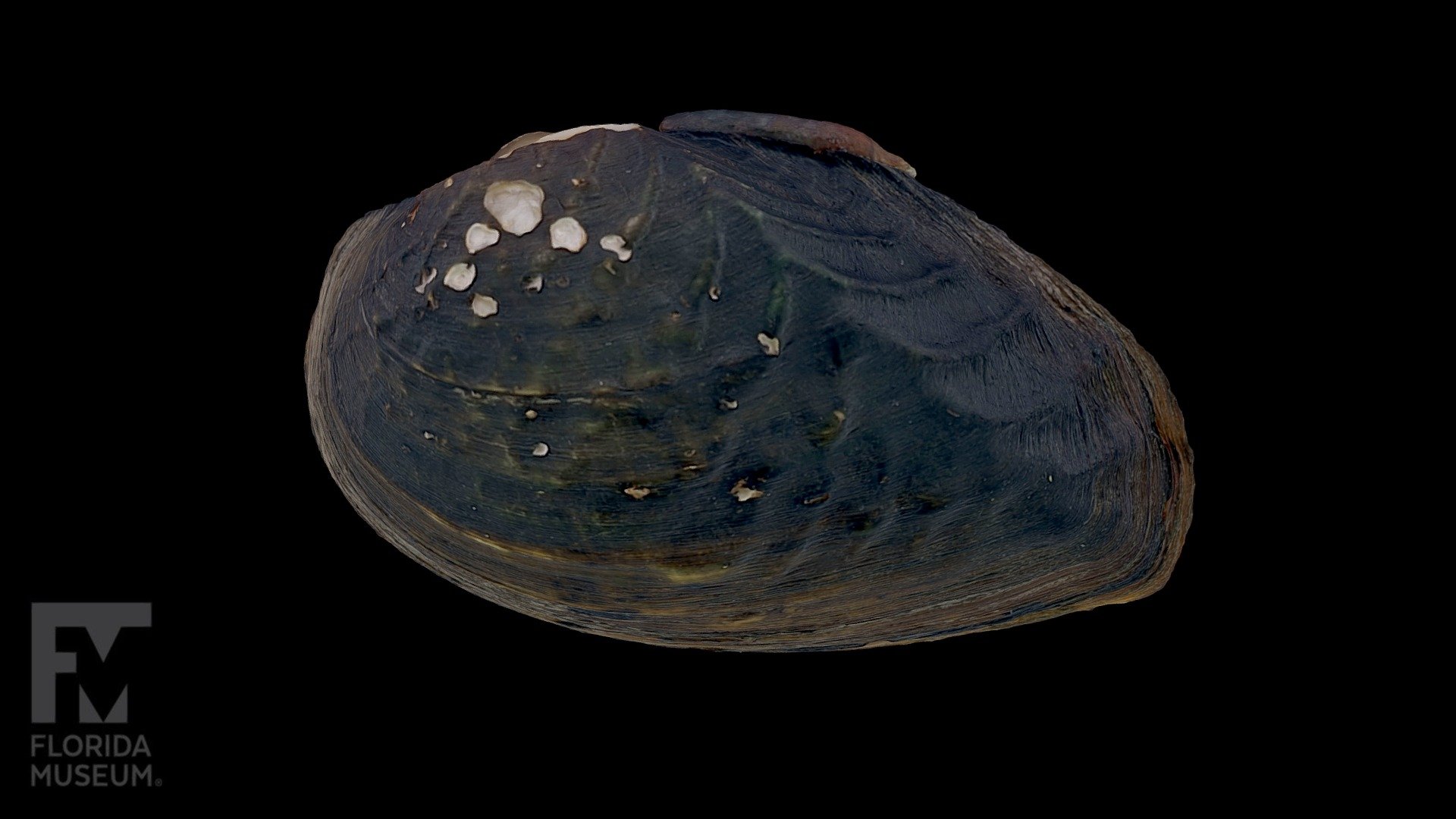 Tapered pigtoe - Freshwater Mussel - 3D model by FloridaMuseum [6744414 ...