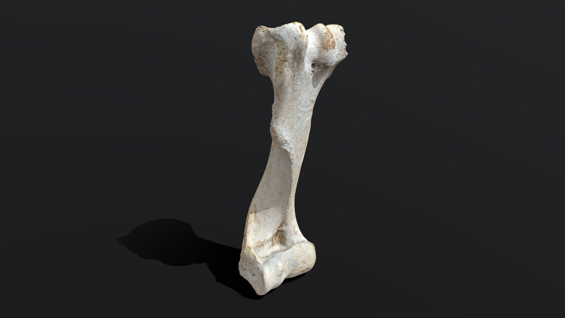 Cow Bone .::RAWscan::. - Download Free 3D model by Andrea Spognetta ...