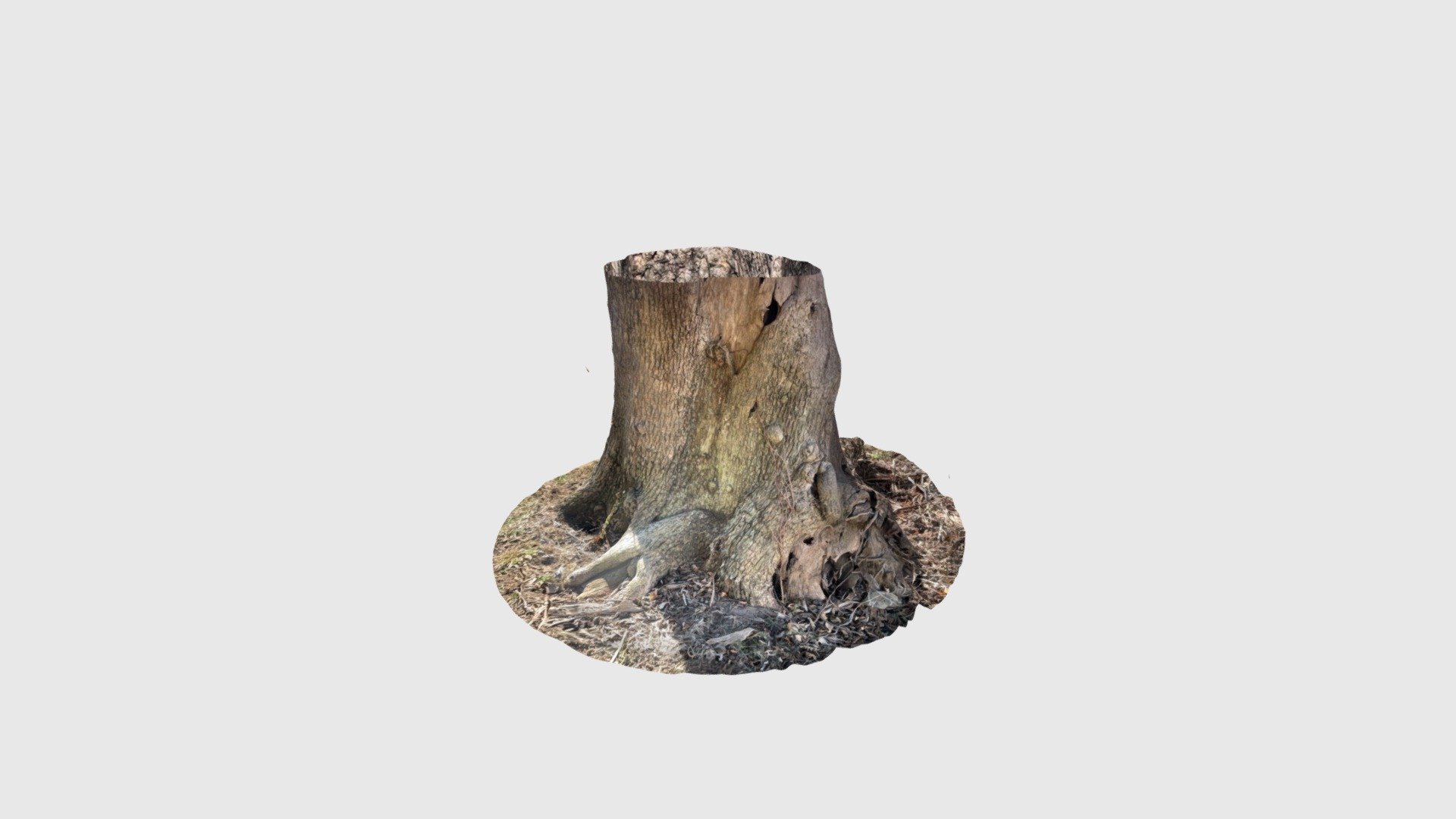 Tree Base - Download Free 3D model by jamesknoxphoto [675a2ff] - Sketchfab