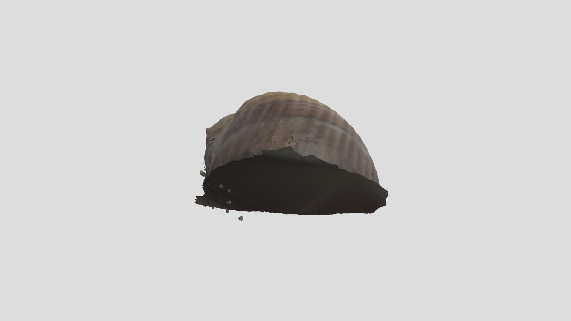 shell - 3D model by victorajnkns [675e79a] - Sketchfab