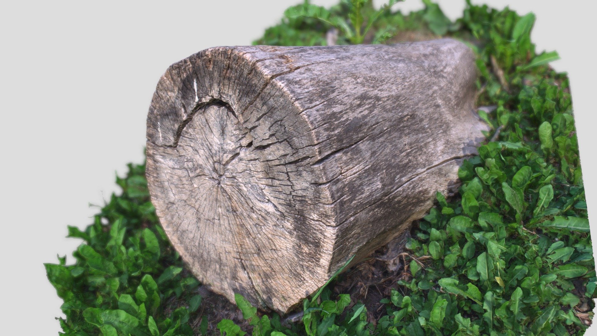 Sideways Tree Log Stump Wood Grain - Buy Royalty Free 3D model by ...