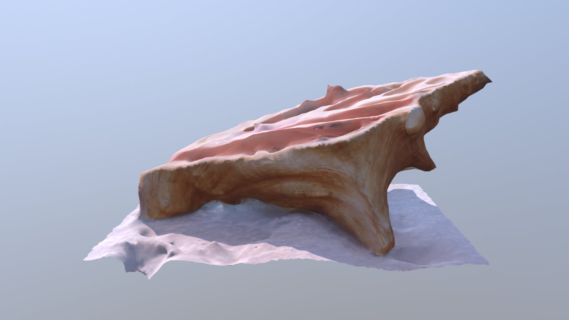 Conch Shell - 3D model by Fort Worth Museum of Science and History ...