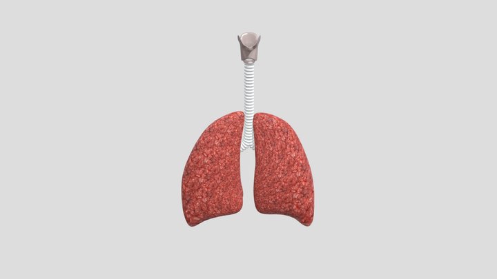 Respiration 3D models - Sketchfab