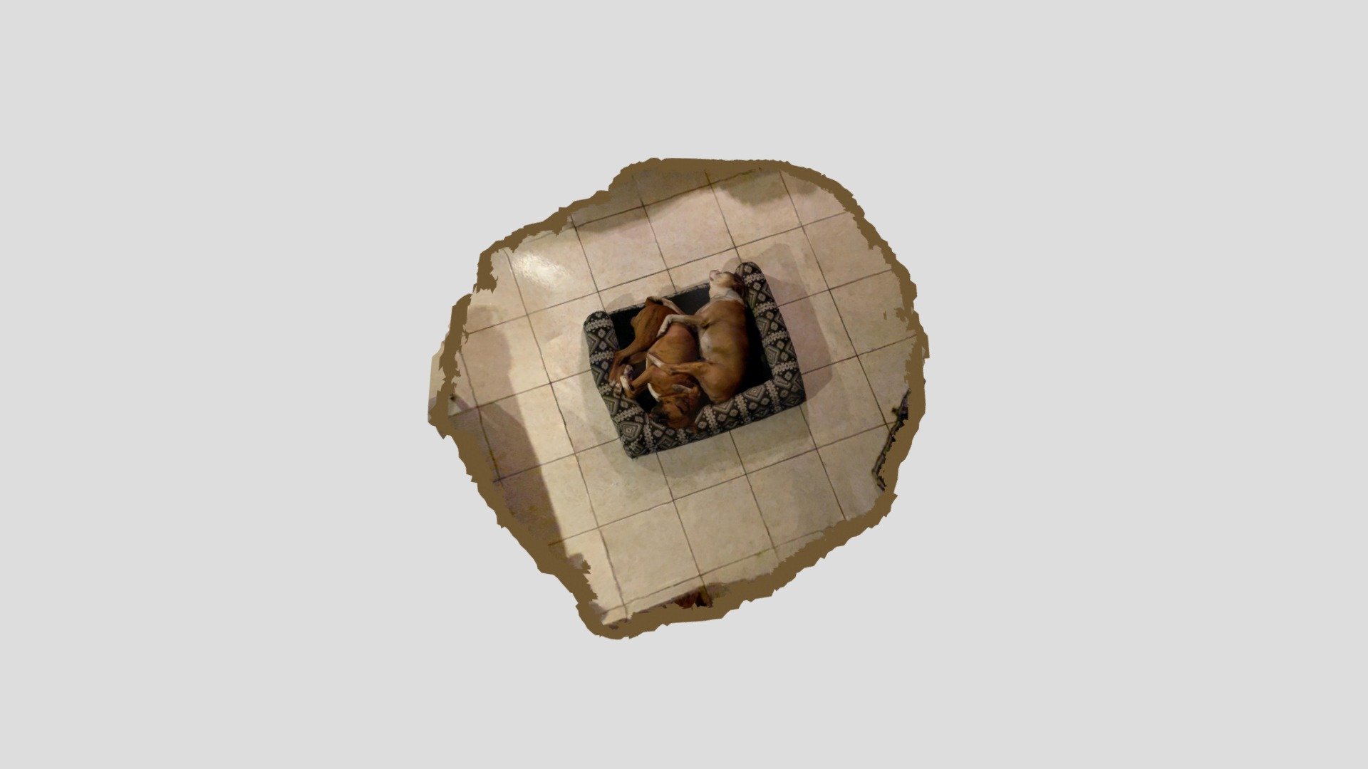 Dog Scan 3! - Download Free 3D model by gabe.flota [676cefe] - Sketchfab