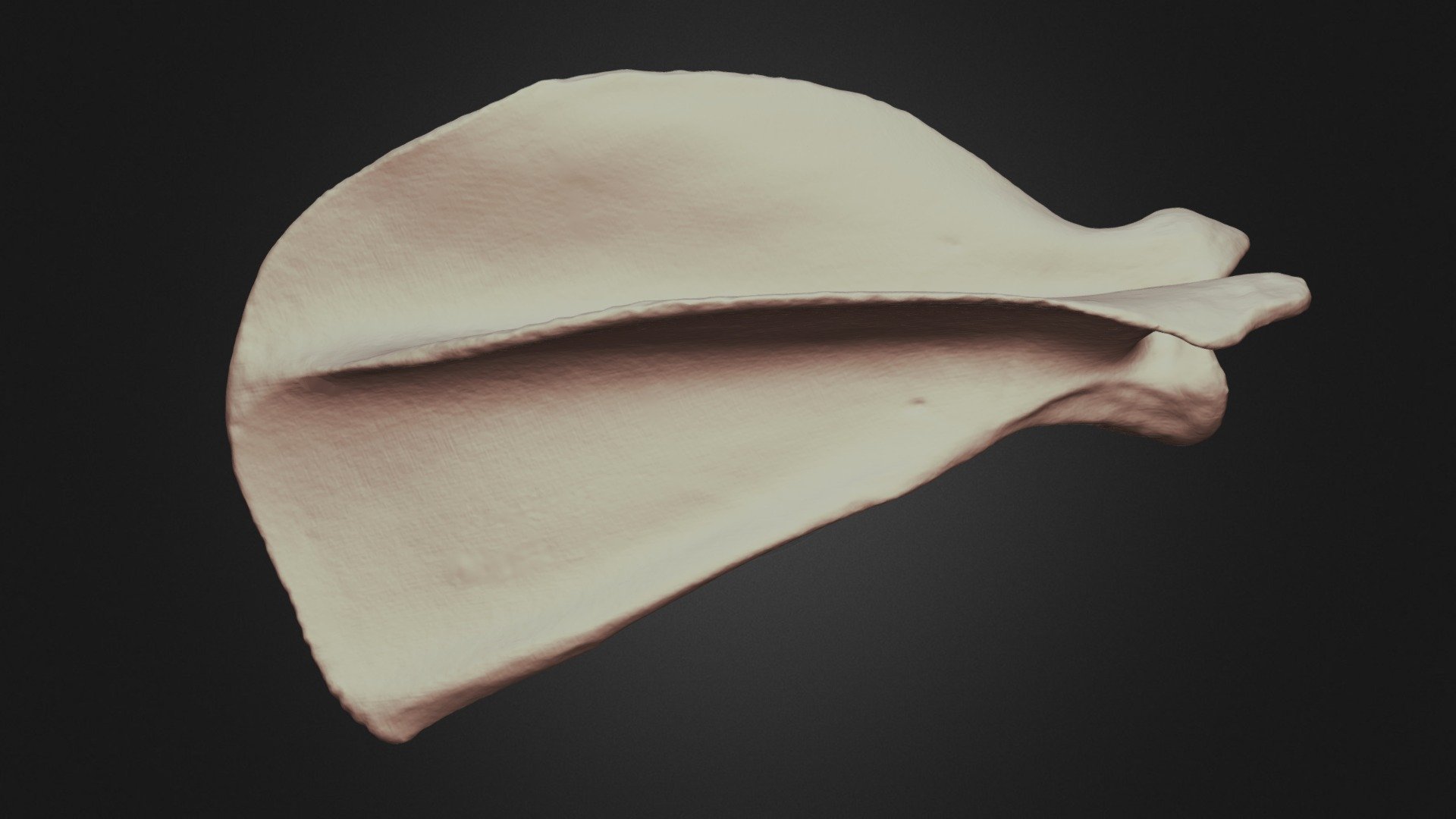 Coyote Right Scapula - 3D model by Lakehead Anthropology ...