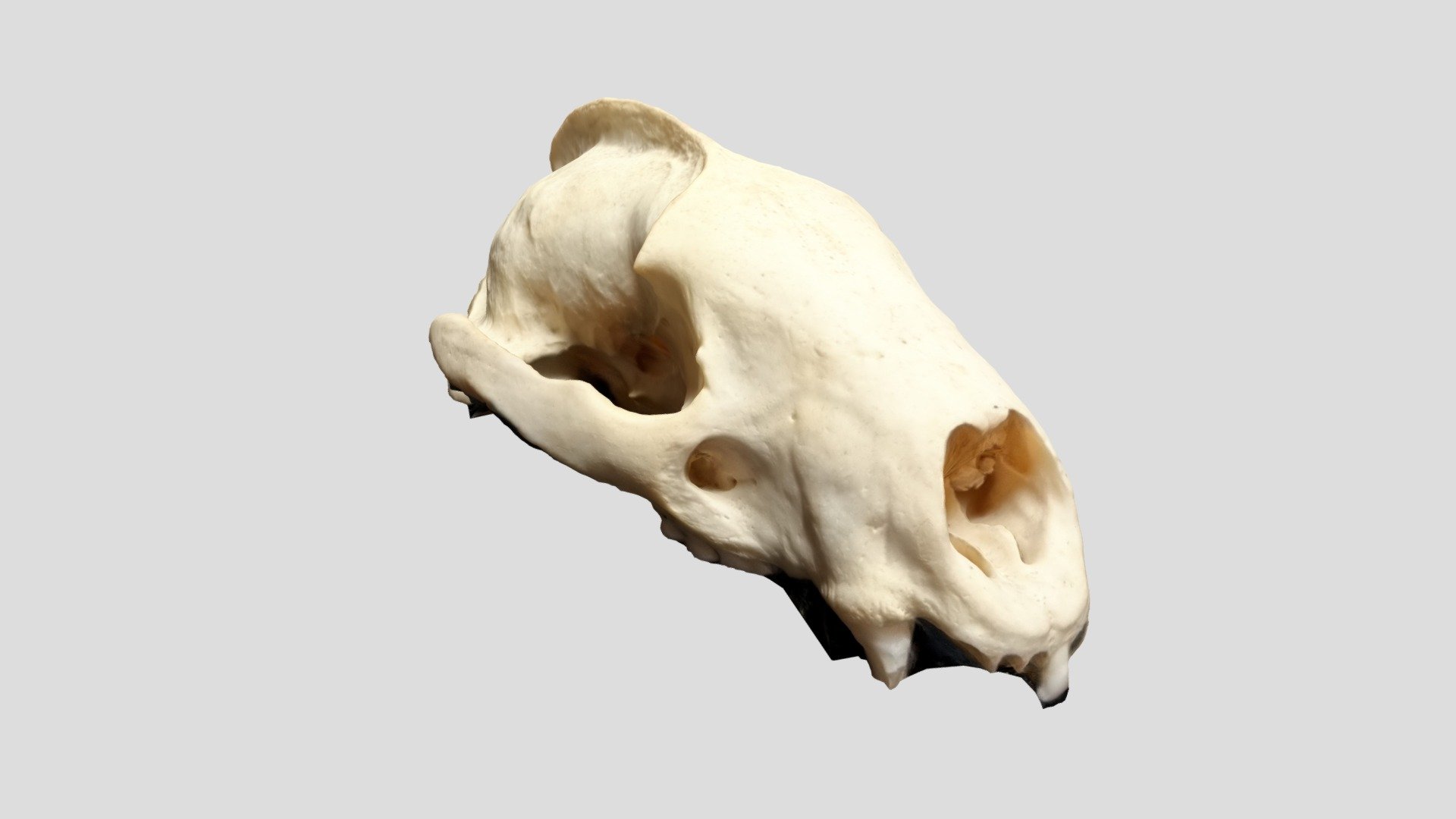 Animal scull - Download Free 3D model by hakannyander [677187d] - Sketchfab
