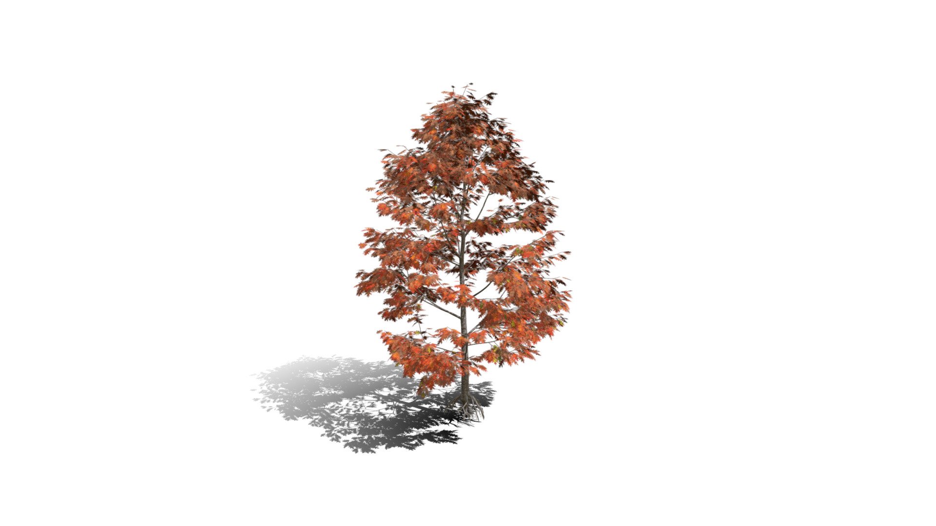 Realistic HD Northern red oak (36/138) - Download Free 3D model by ...