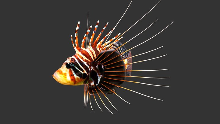 Lionfish 3D models - Sketchfab