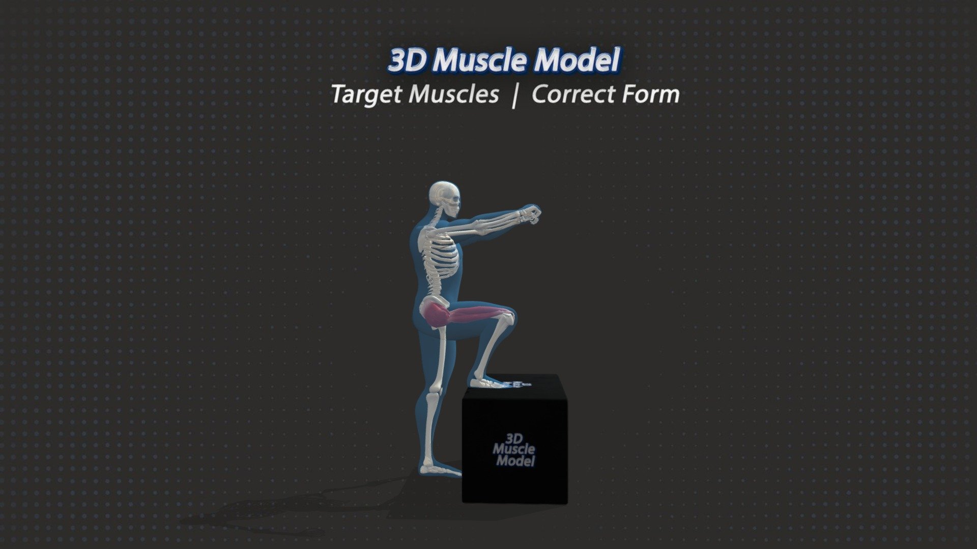 44. The High Box Step up - 3D model by Mike - 3D Muscle Model ...