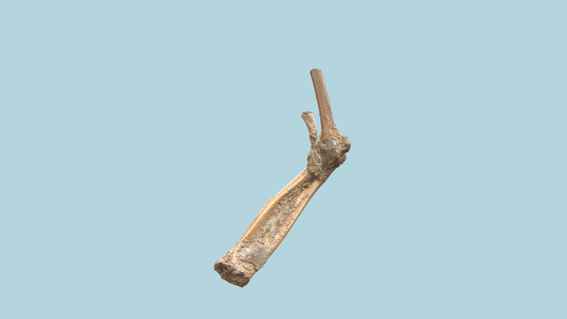 Articulatio cubiti - 3D model by Institute of Anatomy Rostock ...
