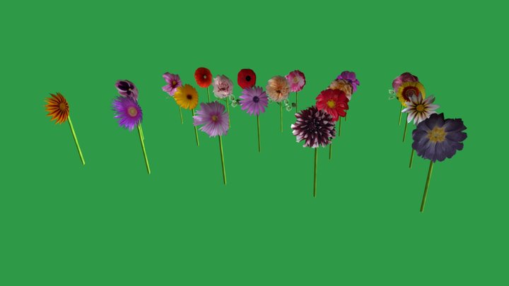 Poppies 3D models - Sketchfab