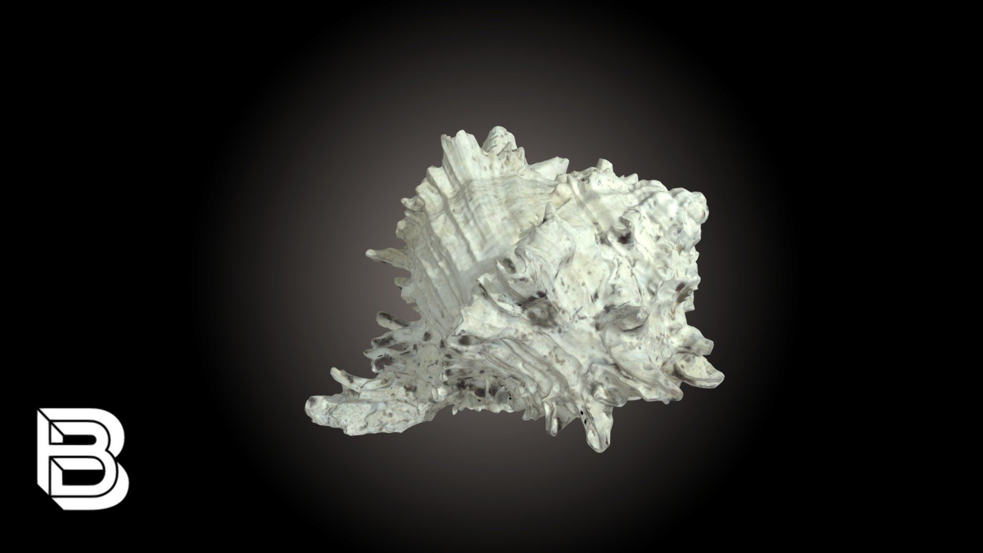 Giant Eastern Murex Shell Fossil - 3D model by The Bishop Museum of ...