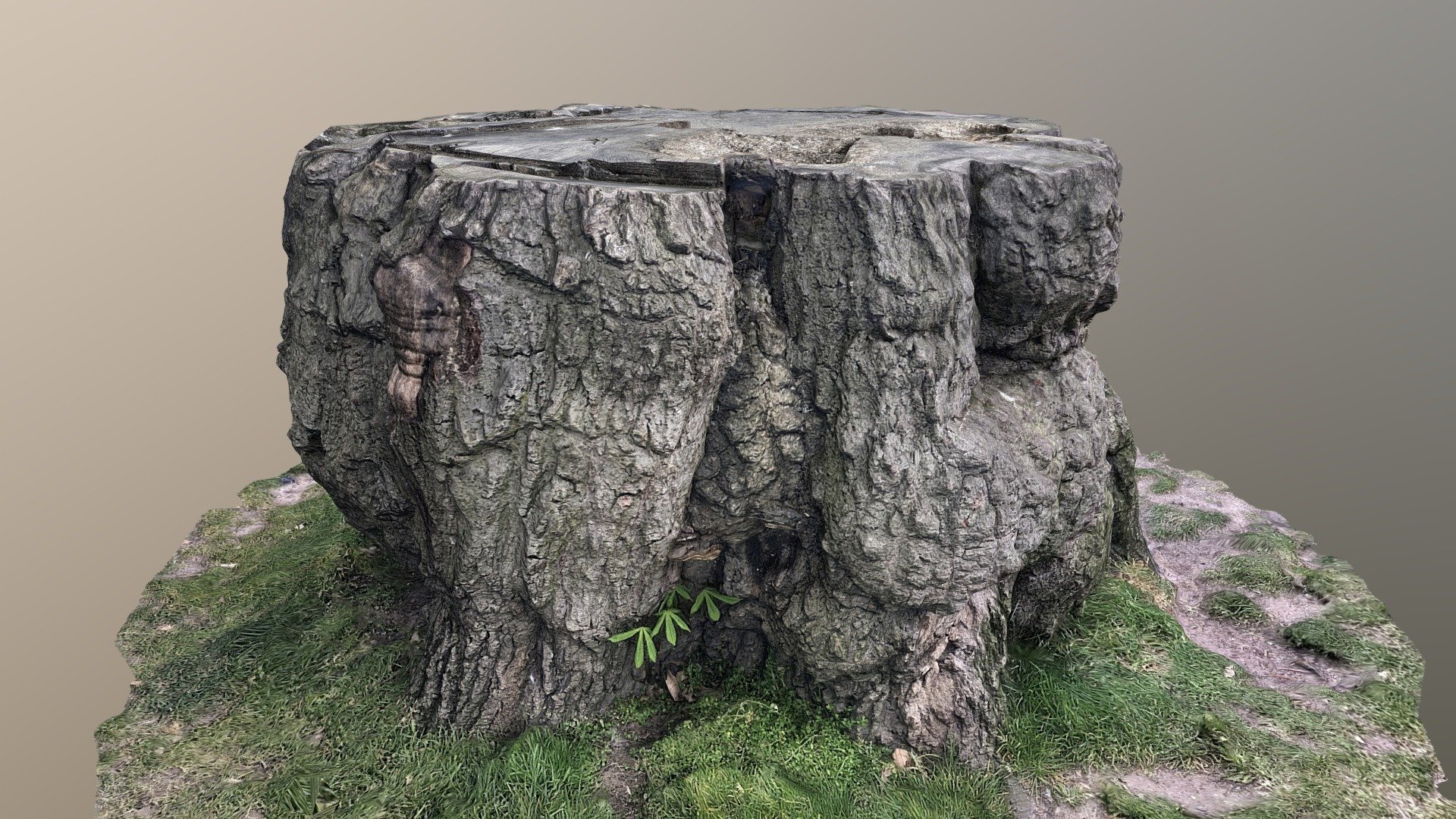 Tree Stump in Greenwich Park - Download Free 3D model by als.greenwich ...