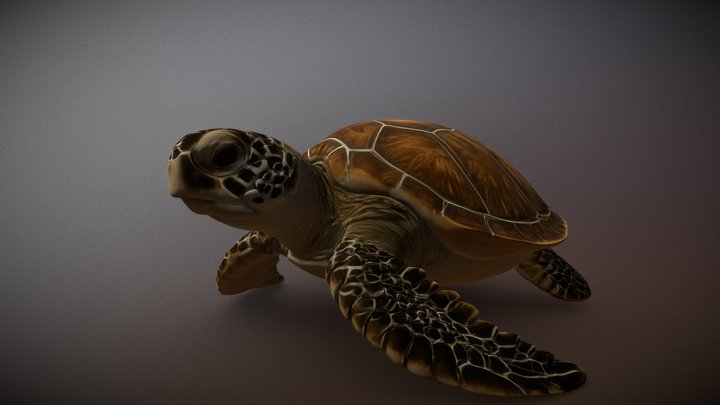 Underwater 3D models - Sketchfab