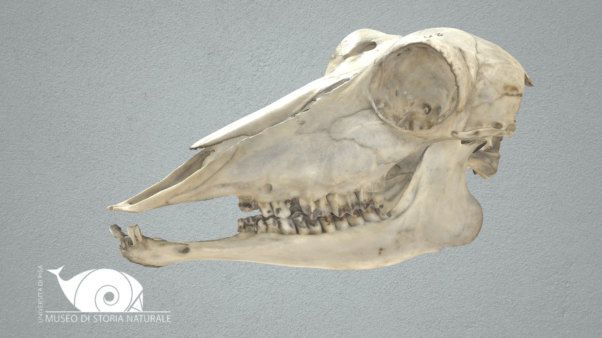 Grey rhebok - 3D model by Natural History Museum, University of Pisa ...