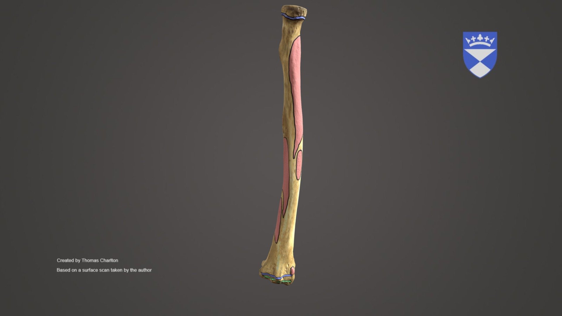 Radius with muscle markings - 3D model by University of Dundee, CAHID ...